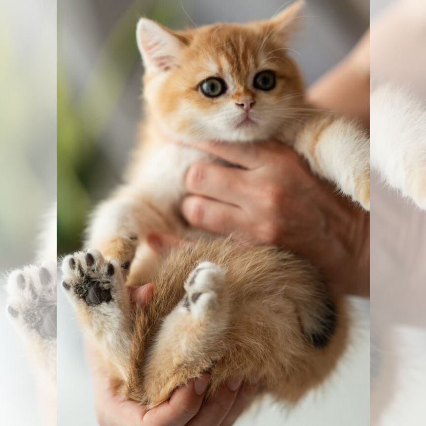 Британский короткошёрстный котёнок