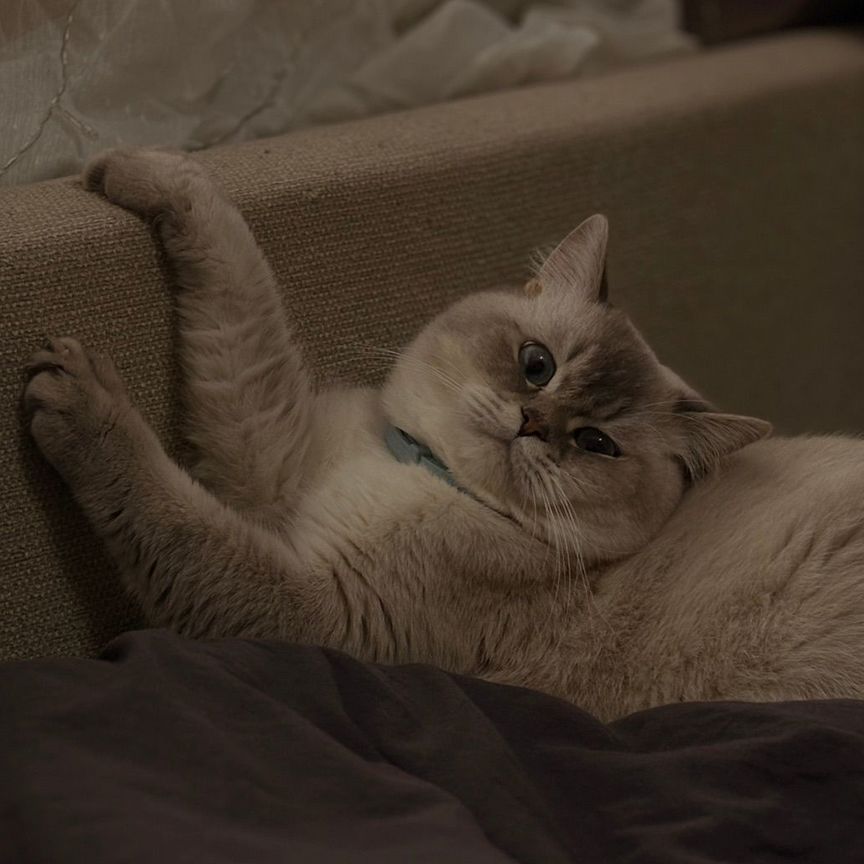 Шотландский вислоухий длинношёрстный котёнок