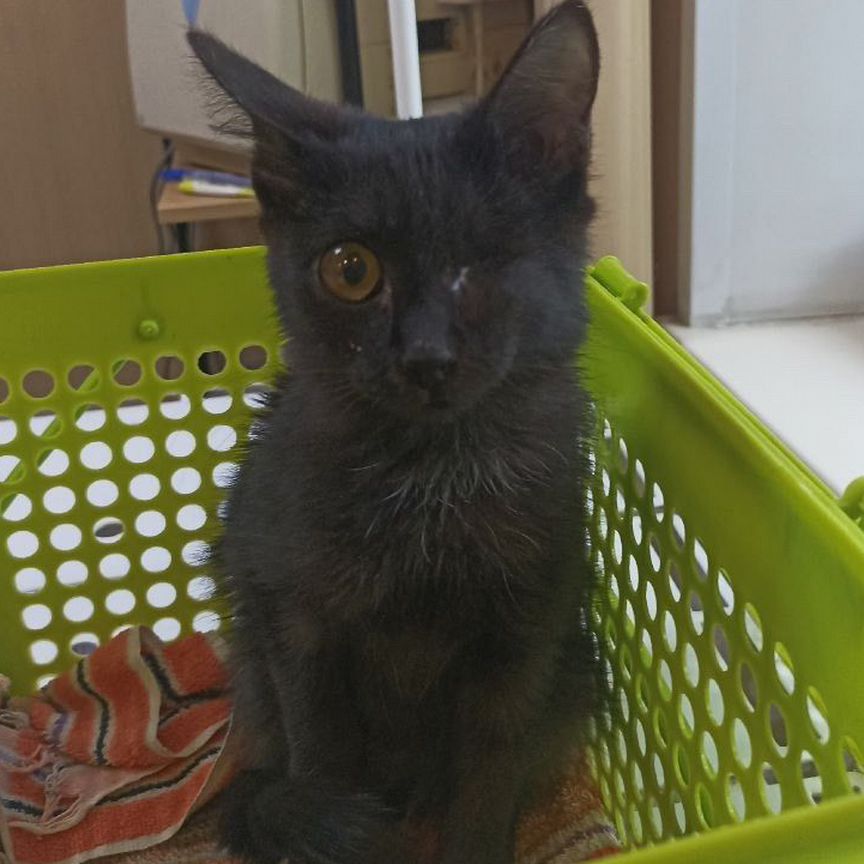 Котёнок в добрые руки