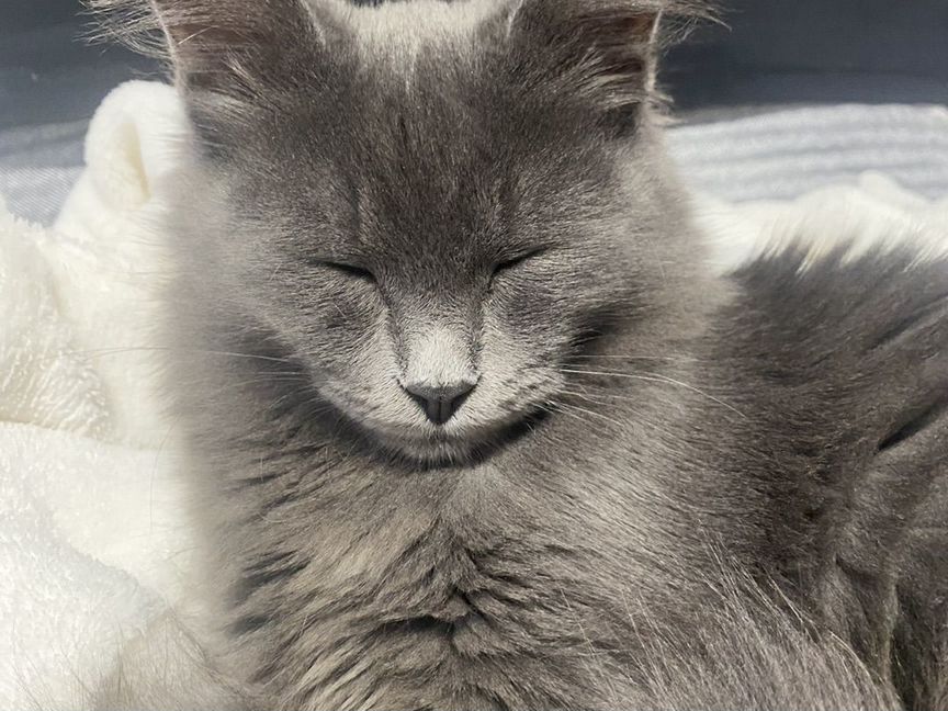 Котенок кошечка