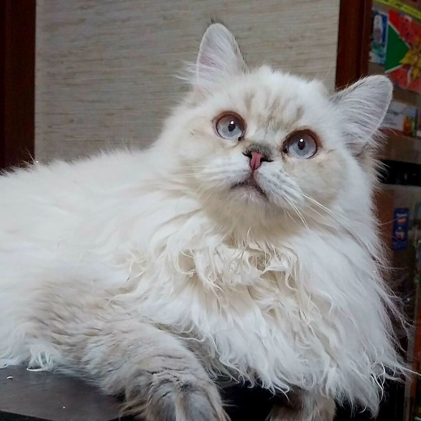 Шотландская девочка