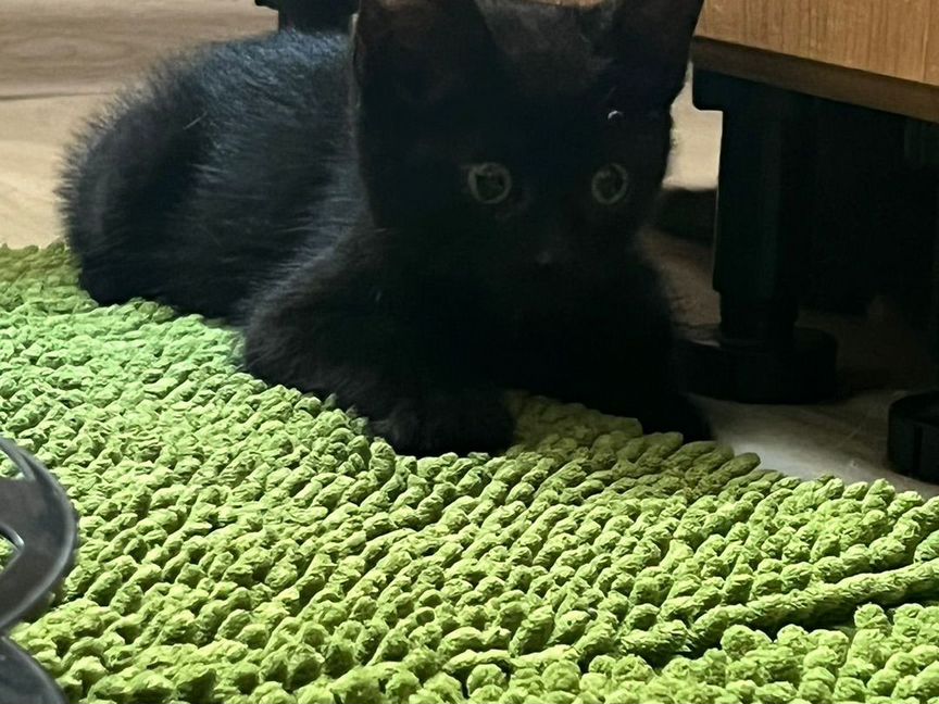 Котенок Локки