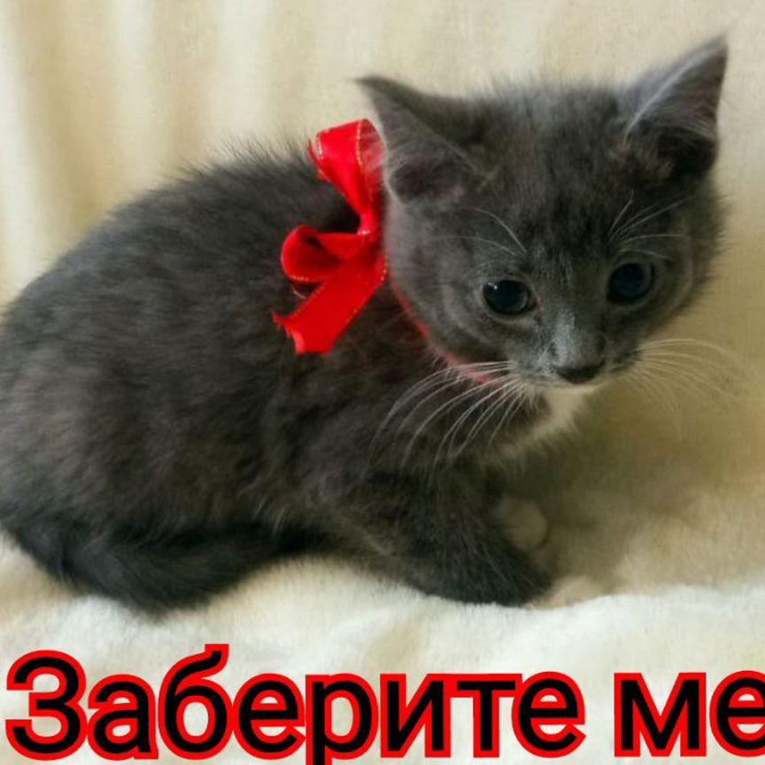 Котёнок в добрые руки