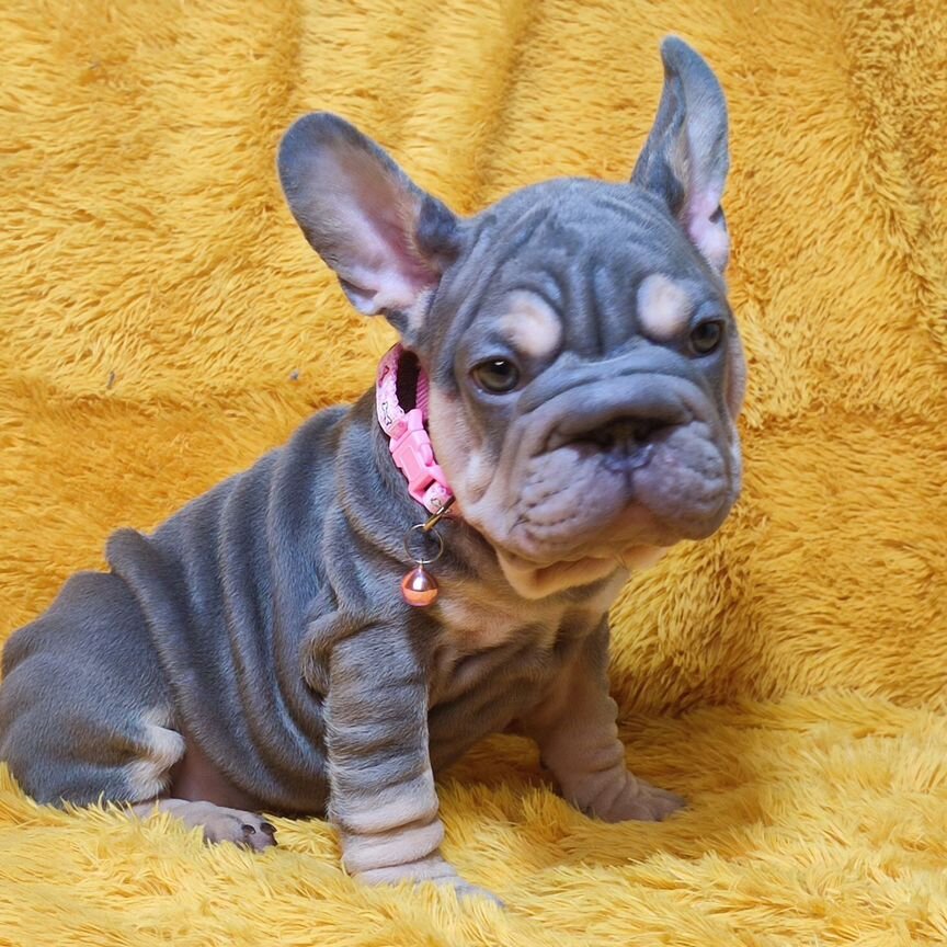 Девочка лилак тан биг роп вельвет