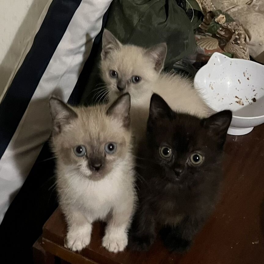 Котята шотландского страйта