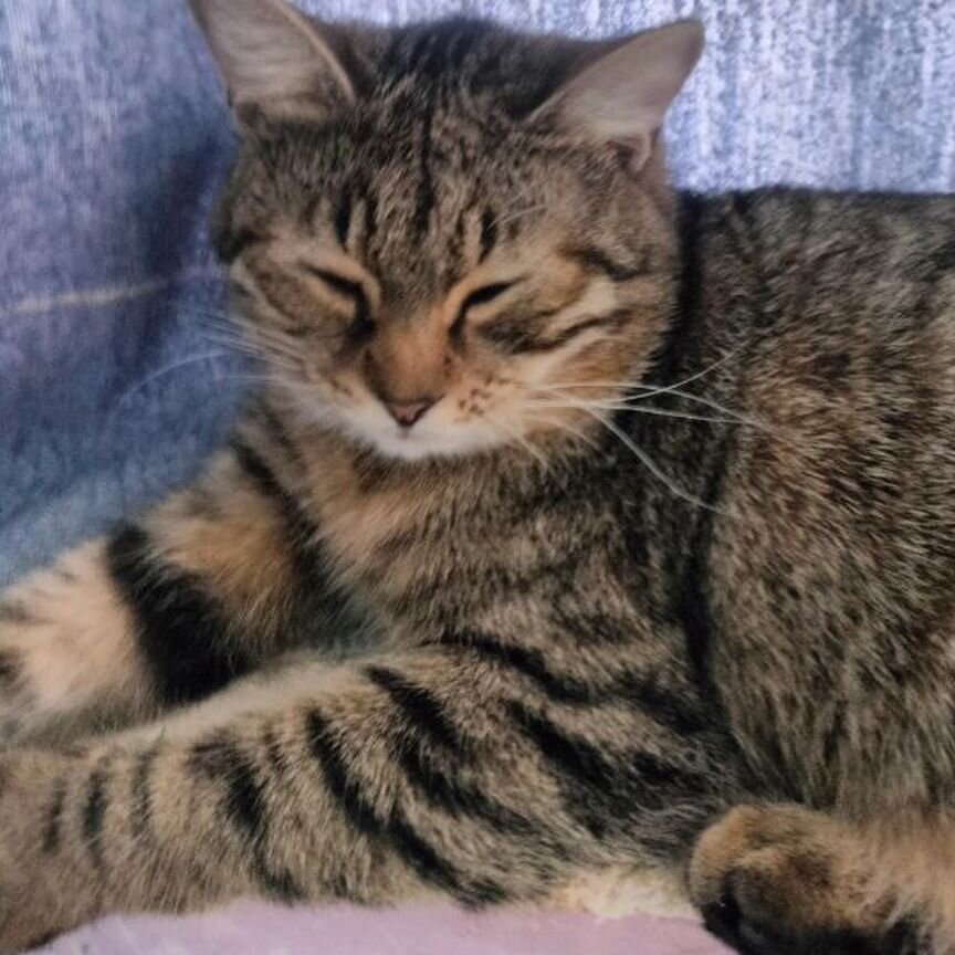 Кошки в добрые руки бесплатно