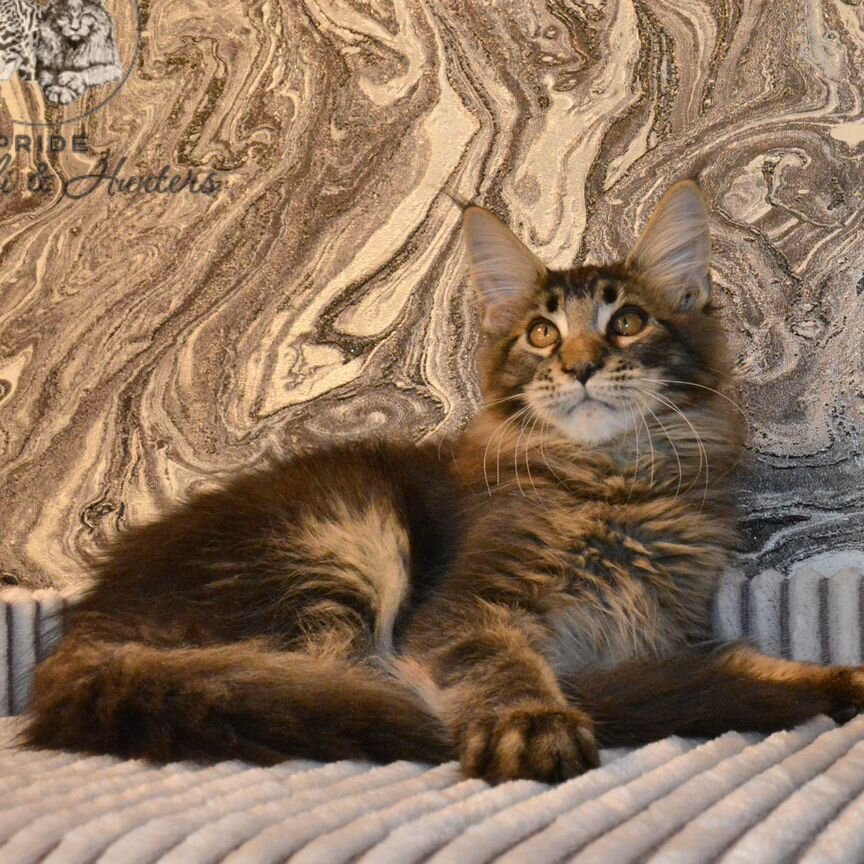 Мейн-кун котёнок