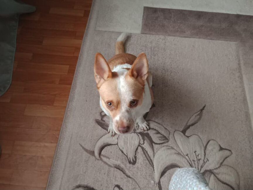 Филя ищет новый дом