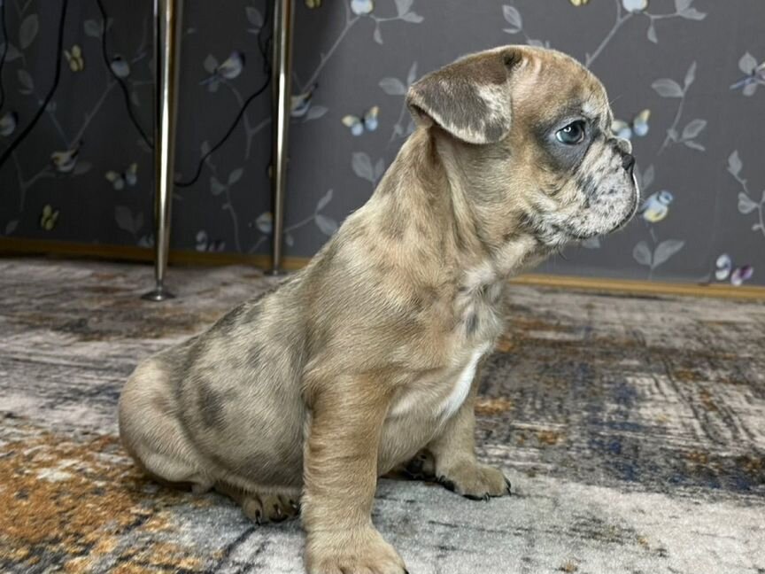 Щенки Французского бульдога