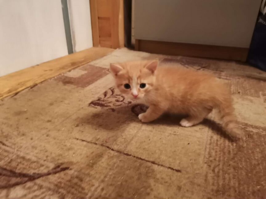 Котята в добрые руки бесплатно