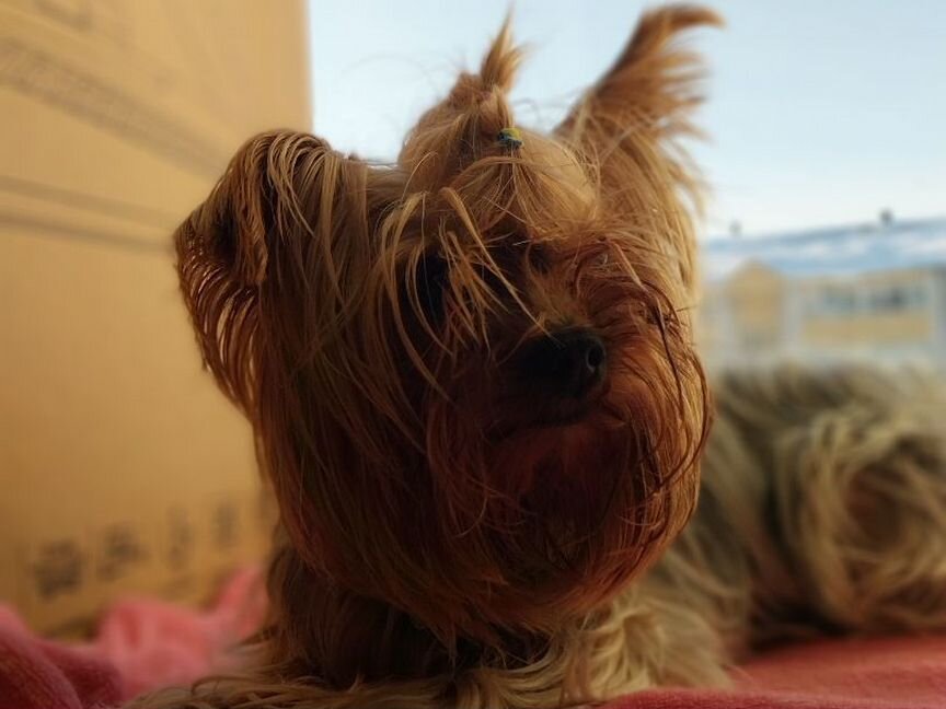 Йоркширский терьер вязка мальчик