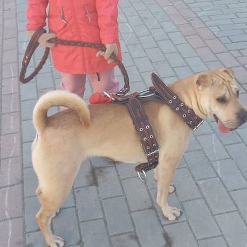 Шарпей, взрослая собака