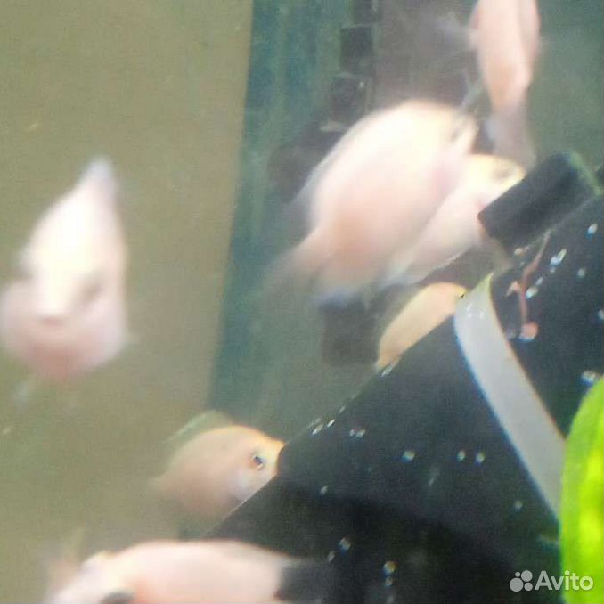 Фламинго. подростки