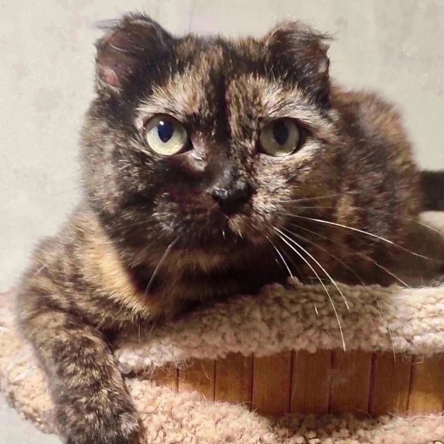 Взрослая кошка от частного владельца