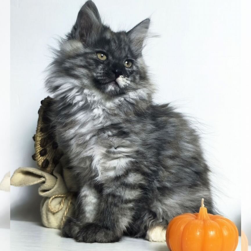 Курильский бобтейл длинношёрстный котёнок