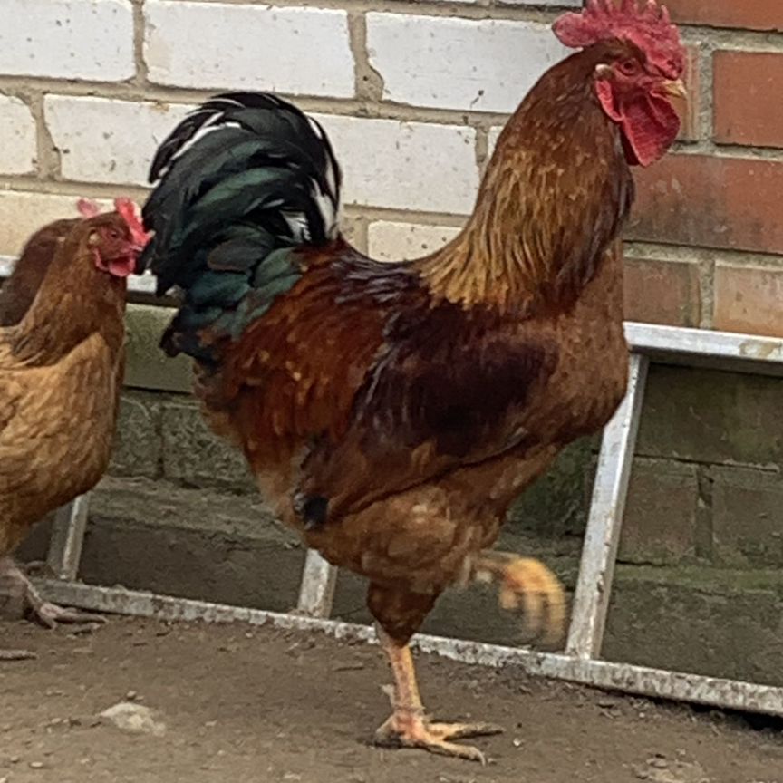 Кучинская юбилейная цыплята