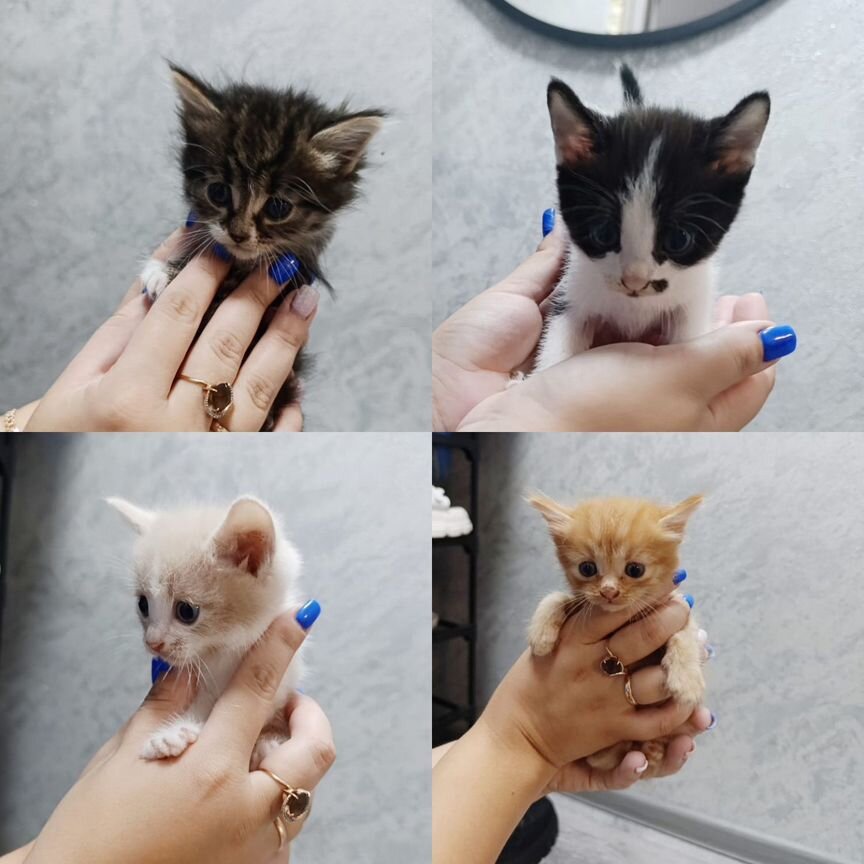 Котята в добрые руки