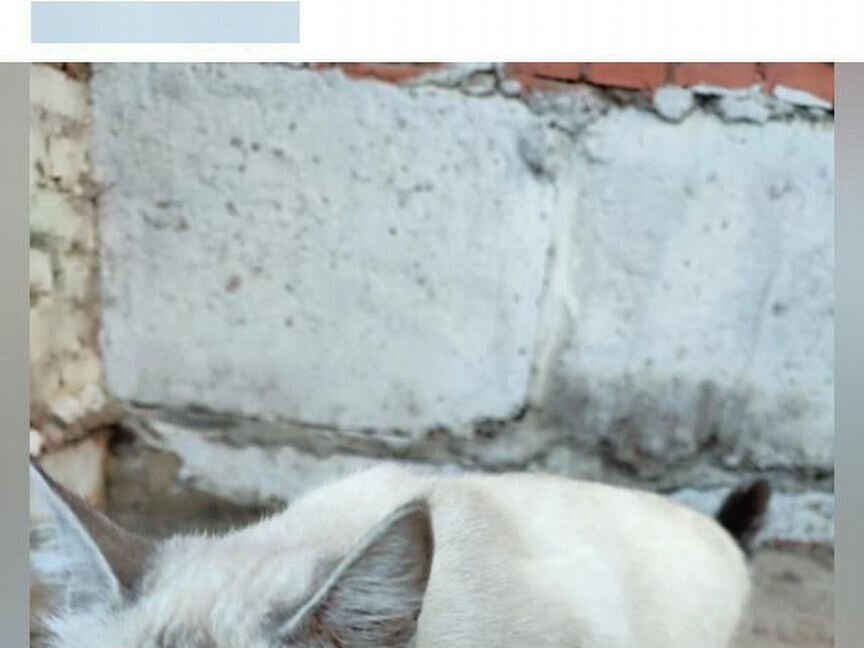 Тайская кошка бесплатно