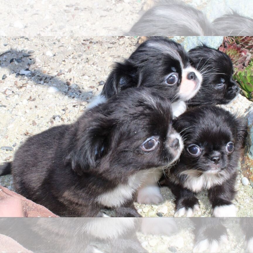 Чихуахуа, щенок