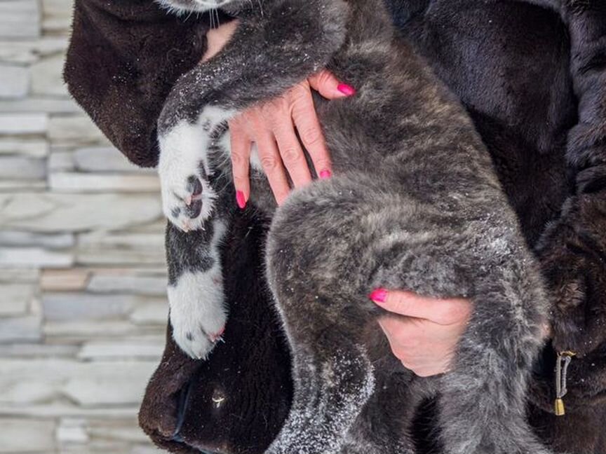 Щенки акита ину