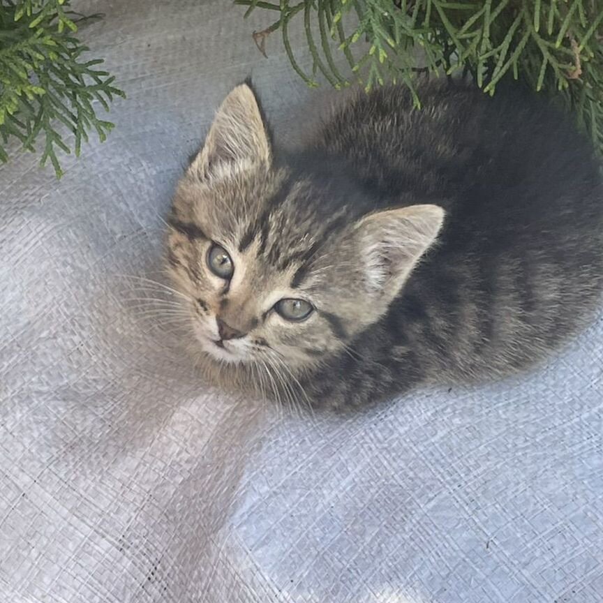 Сибирский котёнок