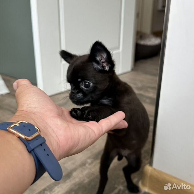 Кобель пти брабансон