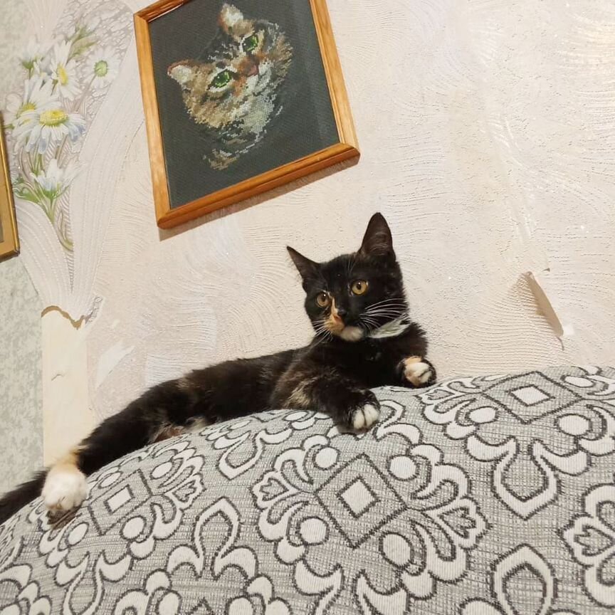 Домашние животные котята бесплатно