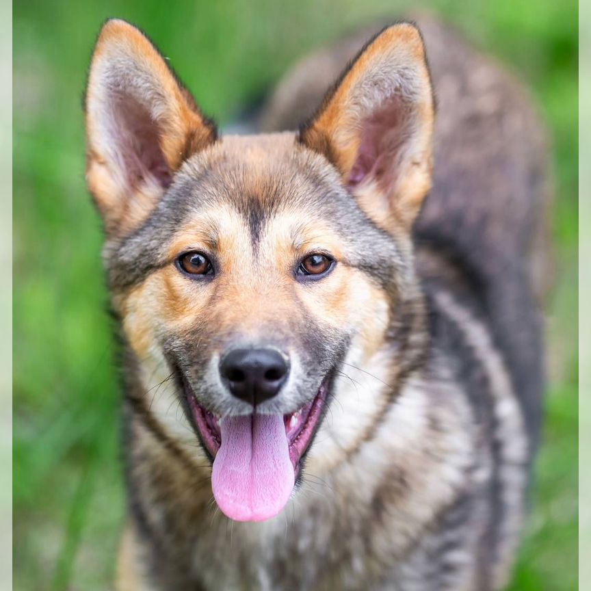 Взрослая собака в добрые руки