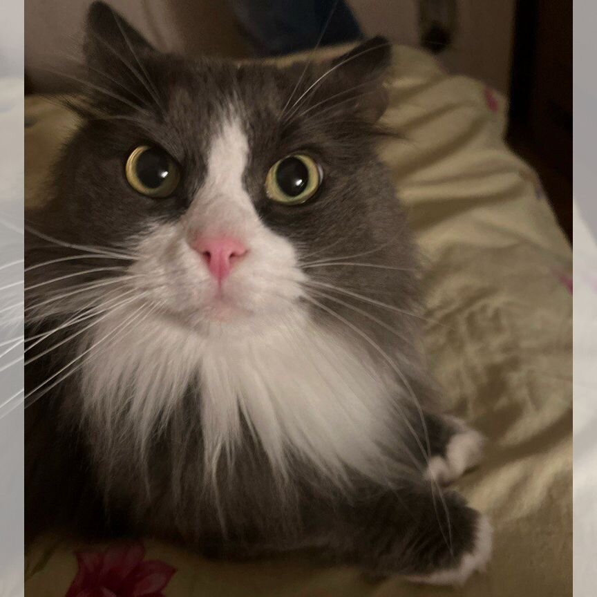 Сибирский, взрослый кот