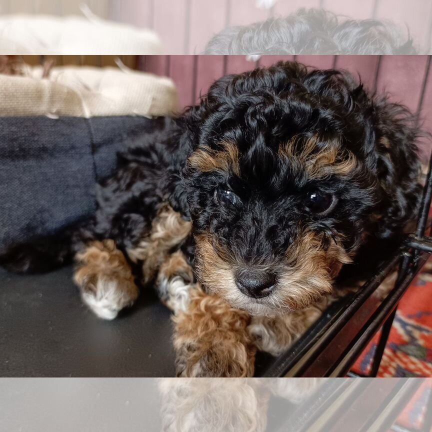 Мальтипу, щенок