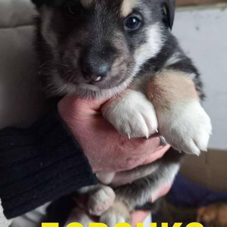 Щенок в добрые руки