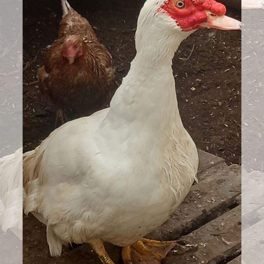 Селезень мускусной утки