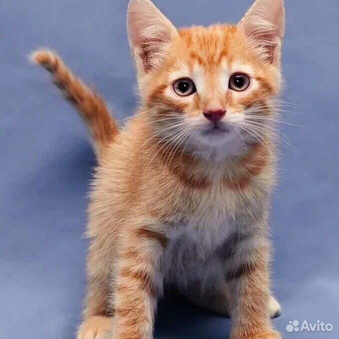 Шикарный рыжий котенок мальчик
