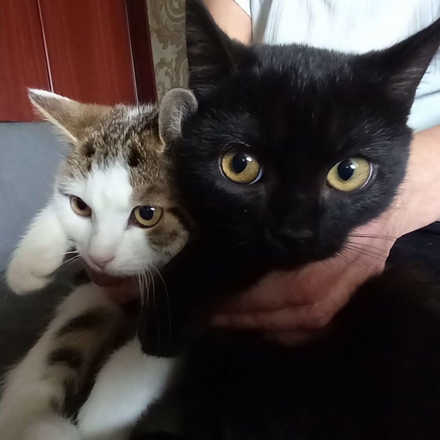 Котята в добрые руки бесплатно