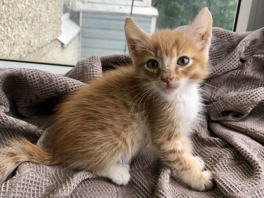 Котенок в добрые руки