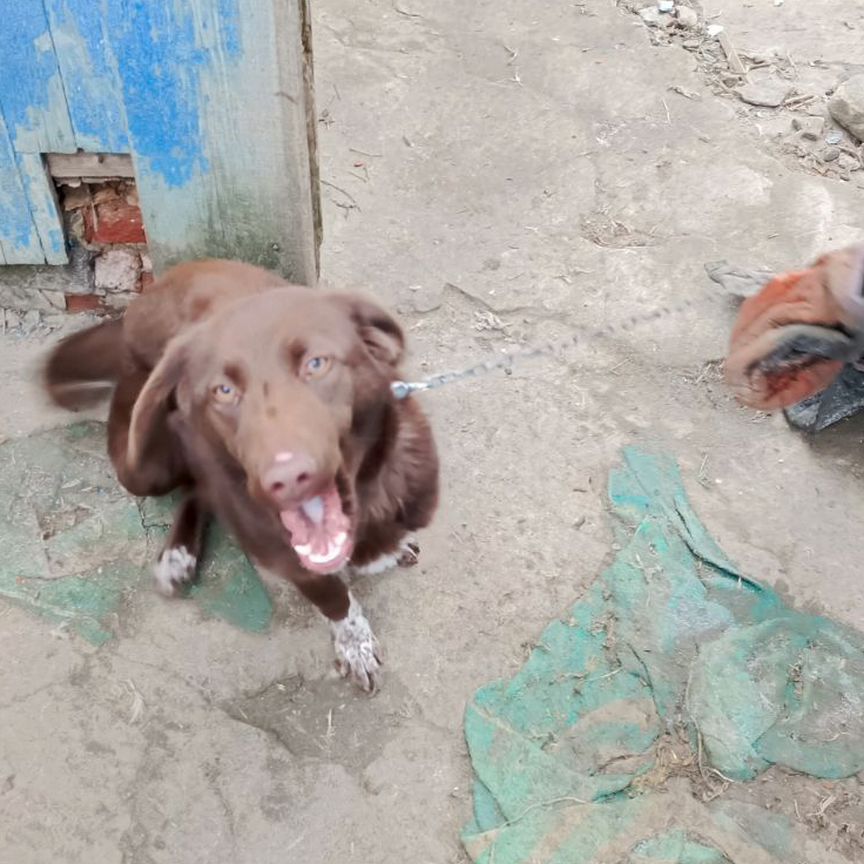 Курцхаар, щенок