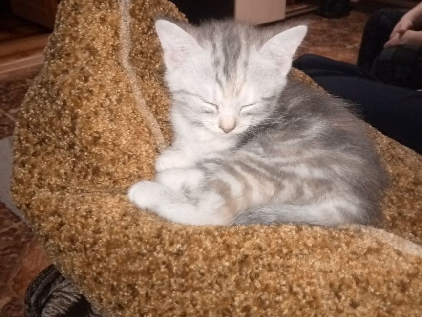 Домашние животные кошки