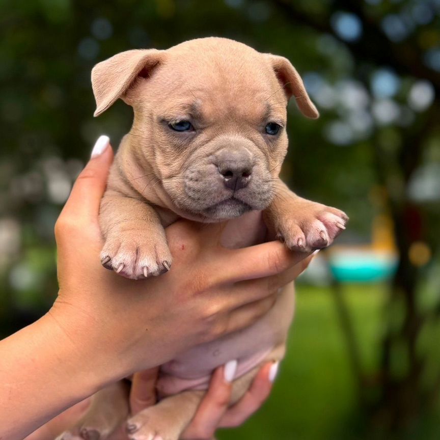 Американ булли мальчик