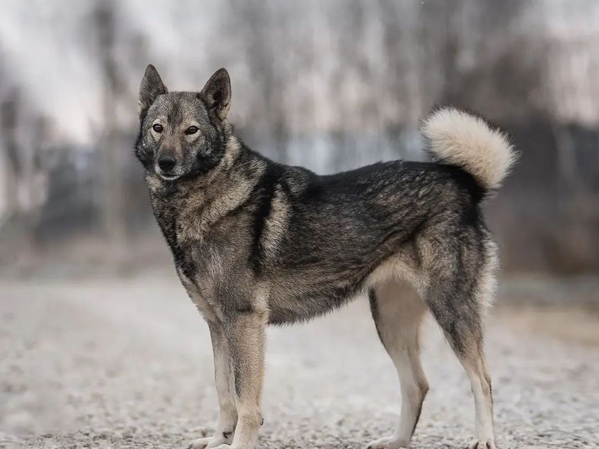 Лайка в добрые руки