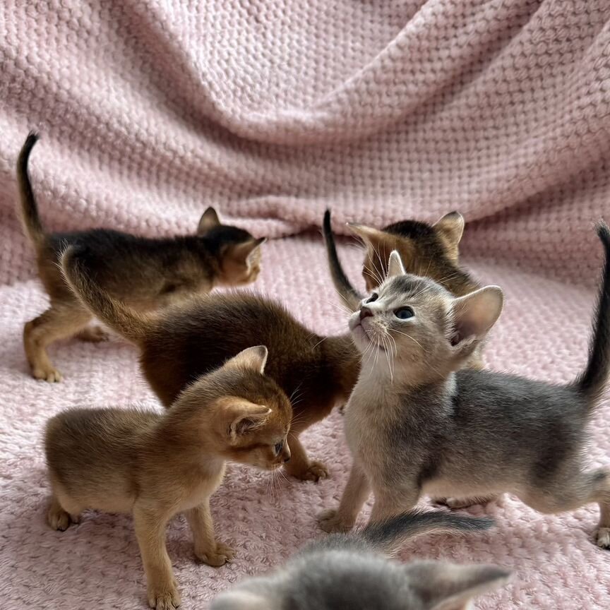 Абиссинский котёнок