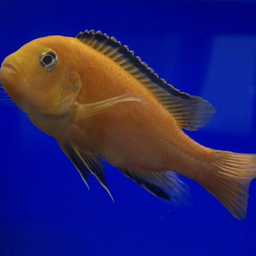 Цихлида Еллоу