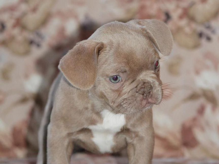 Французы - окрас изабелла