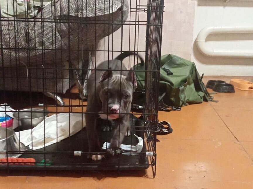 Американский булли щенок