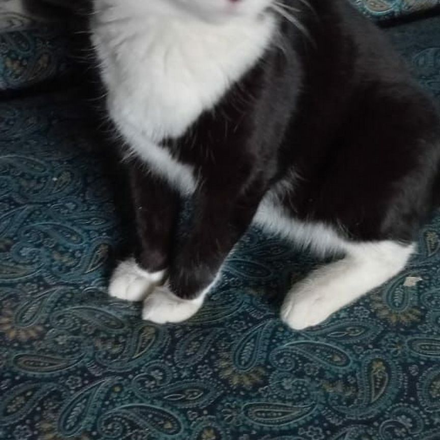 Волшебный котик