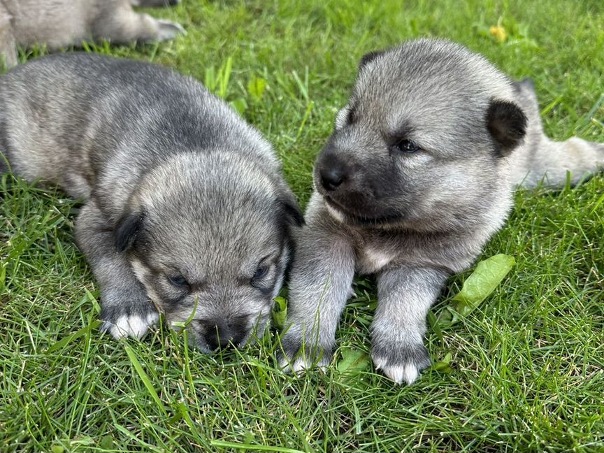 Продам щенят, порода хаски