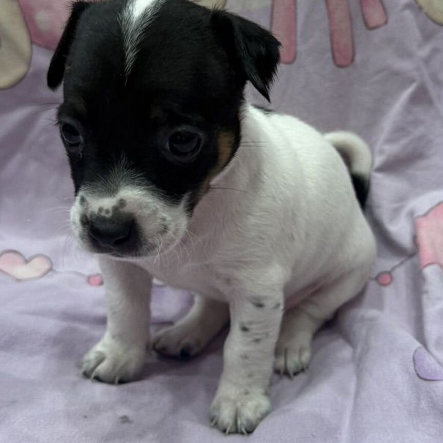 Джек-рассел-терьер, щенок