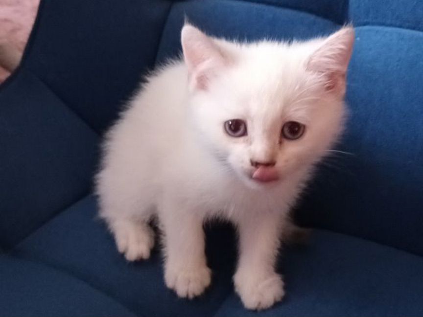 Шотландская кошка