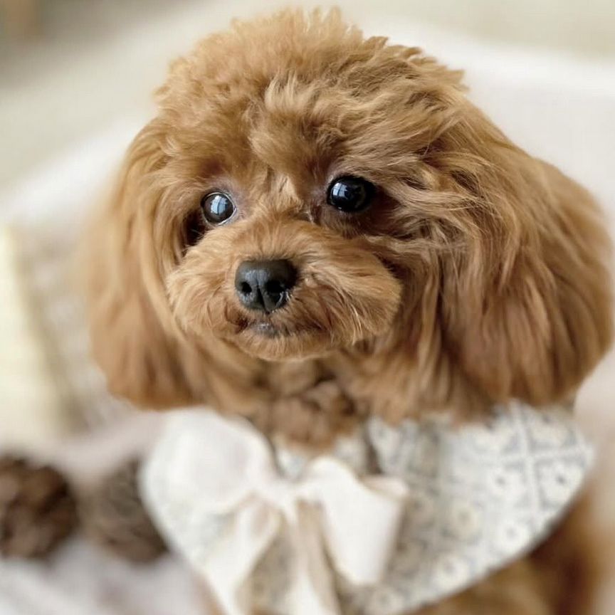 Той-пудель, щенок