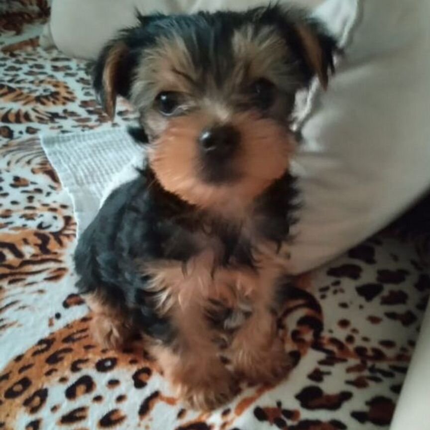 Йоркширский терьер, щенок