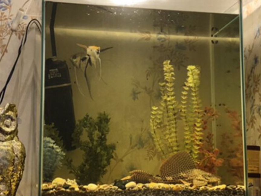 Аквариум с крышкой и всем необходимым 100литров